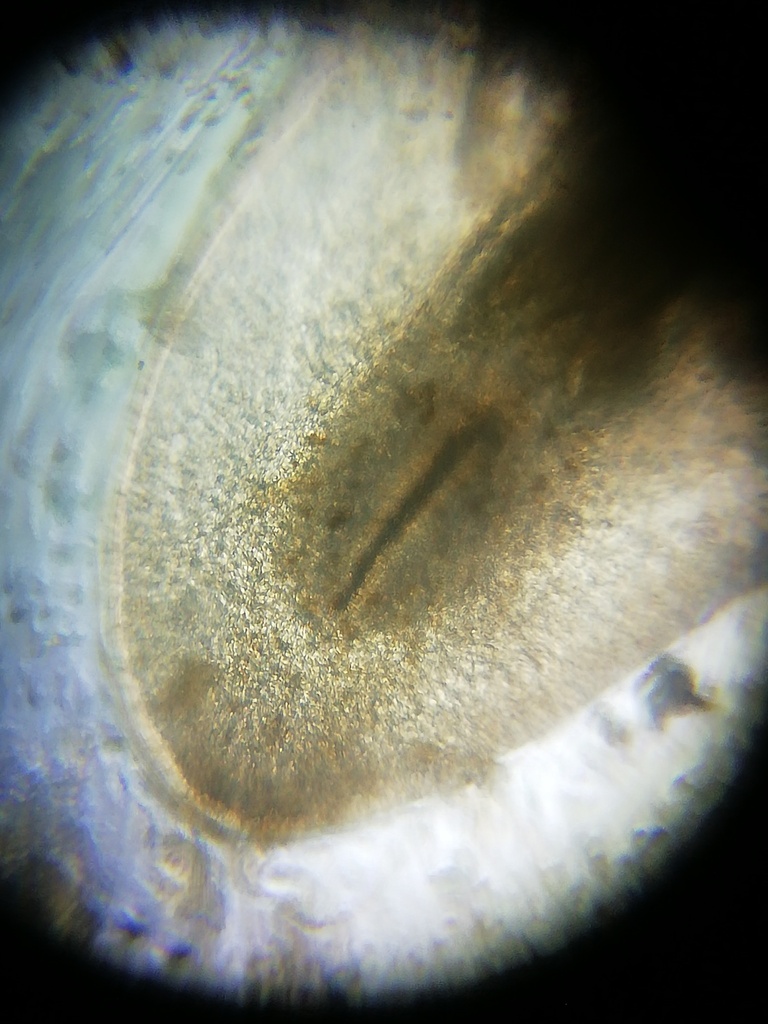 Macrostomum from Nevada County, CA, USA on August 2, 2022 by shelley_b ...