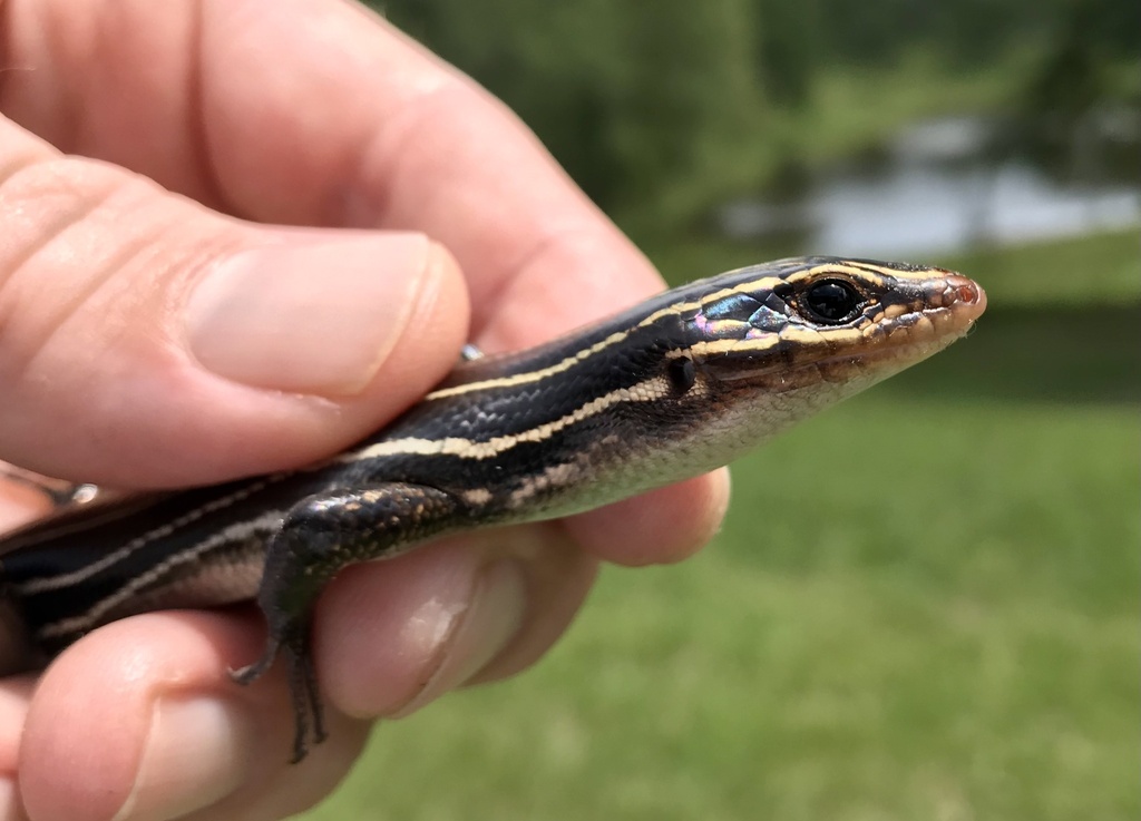Broad-headed Skink from Midway, AL, US on August 11, 2022 at 12:49 PM ...
