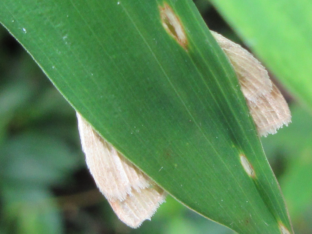 Asian Corn Borer from 대한민국 충청남도 천안시 동남구 on August 13, 2022 by onidiras ...