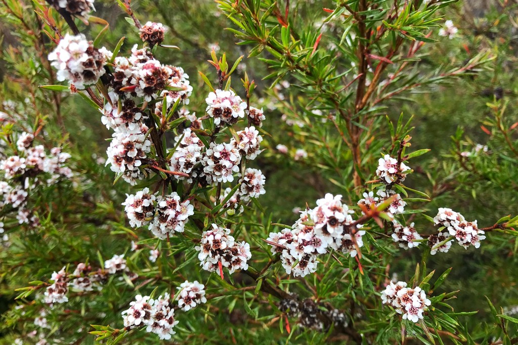 Taxandria linearifolia from Porongurup WA 6324, Australia on August 22 ...