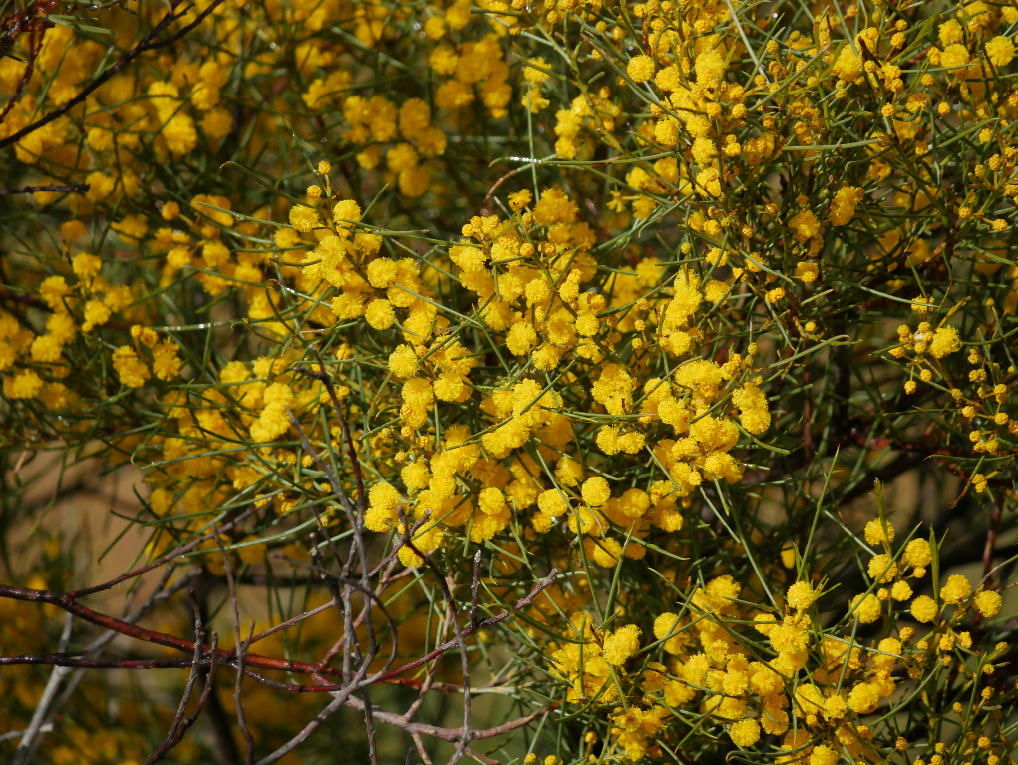 Acacia euthycarpa (J.M.Black) J.M.Black