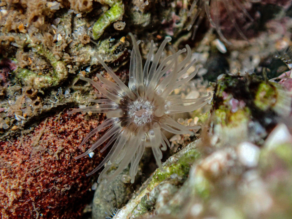 Diadumene from Frazer Beach, New South Wales, Australia on August 13 ...