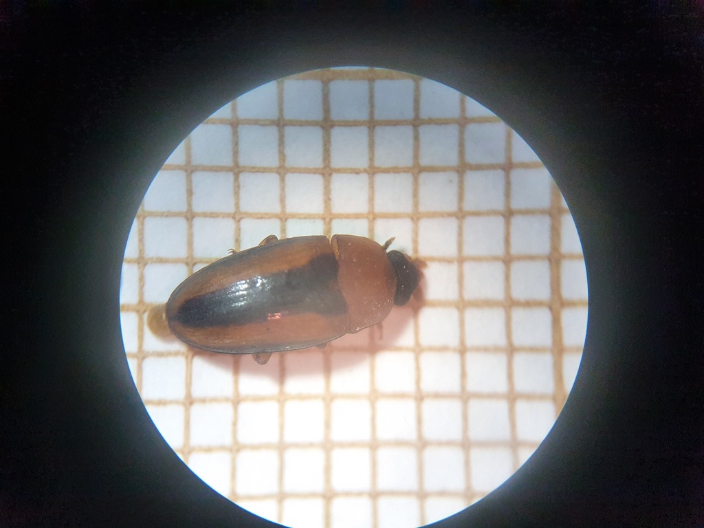 Amblyopus marginatus from Yamoussoukro, Côte d'Ivoire on June 14, 2022 ...