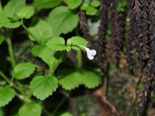 Vandellia setulosa · iNaturalist