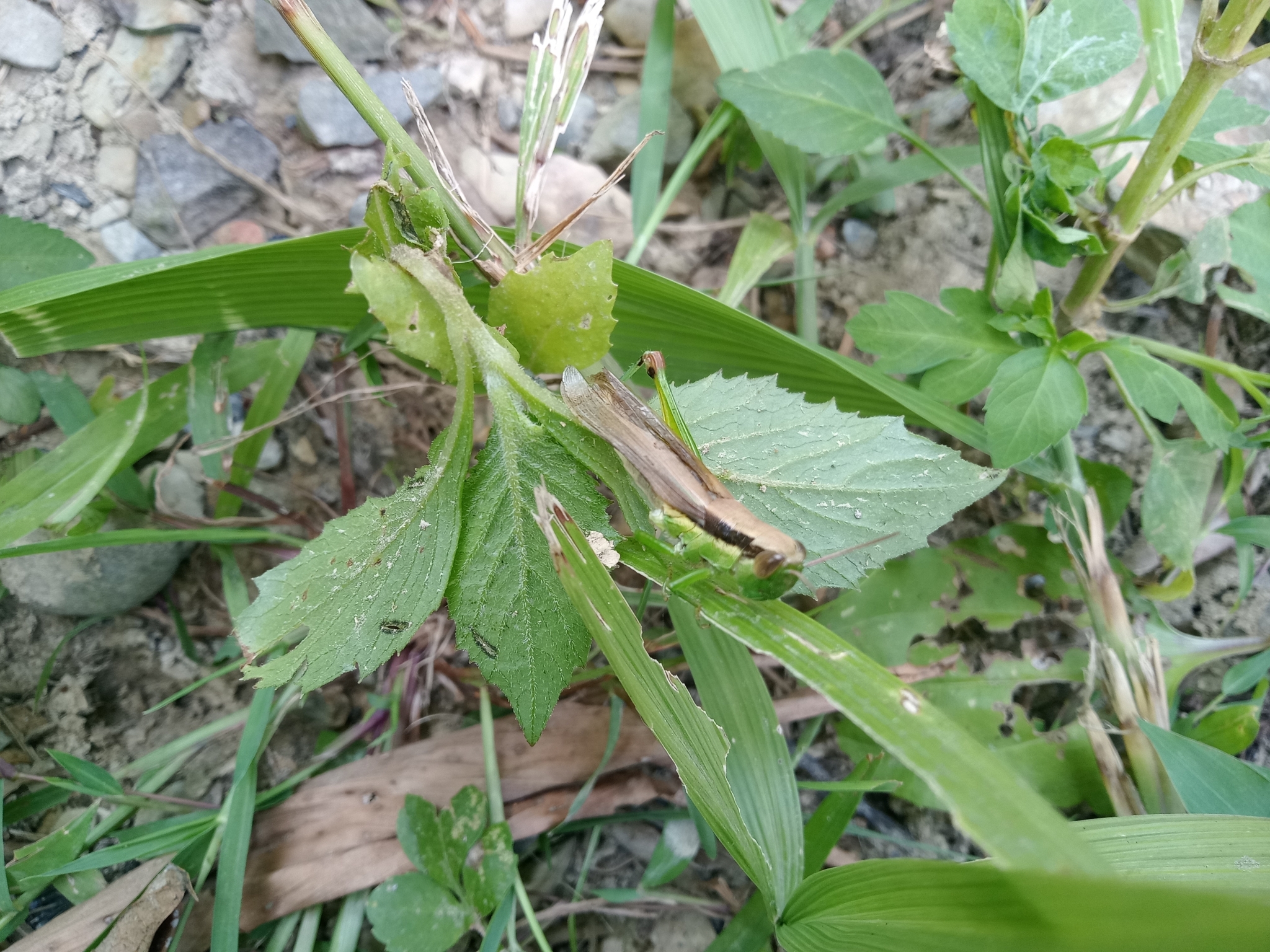 Oxya chinensis (Thunberg, 1815)