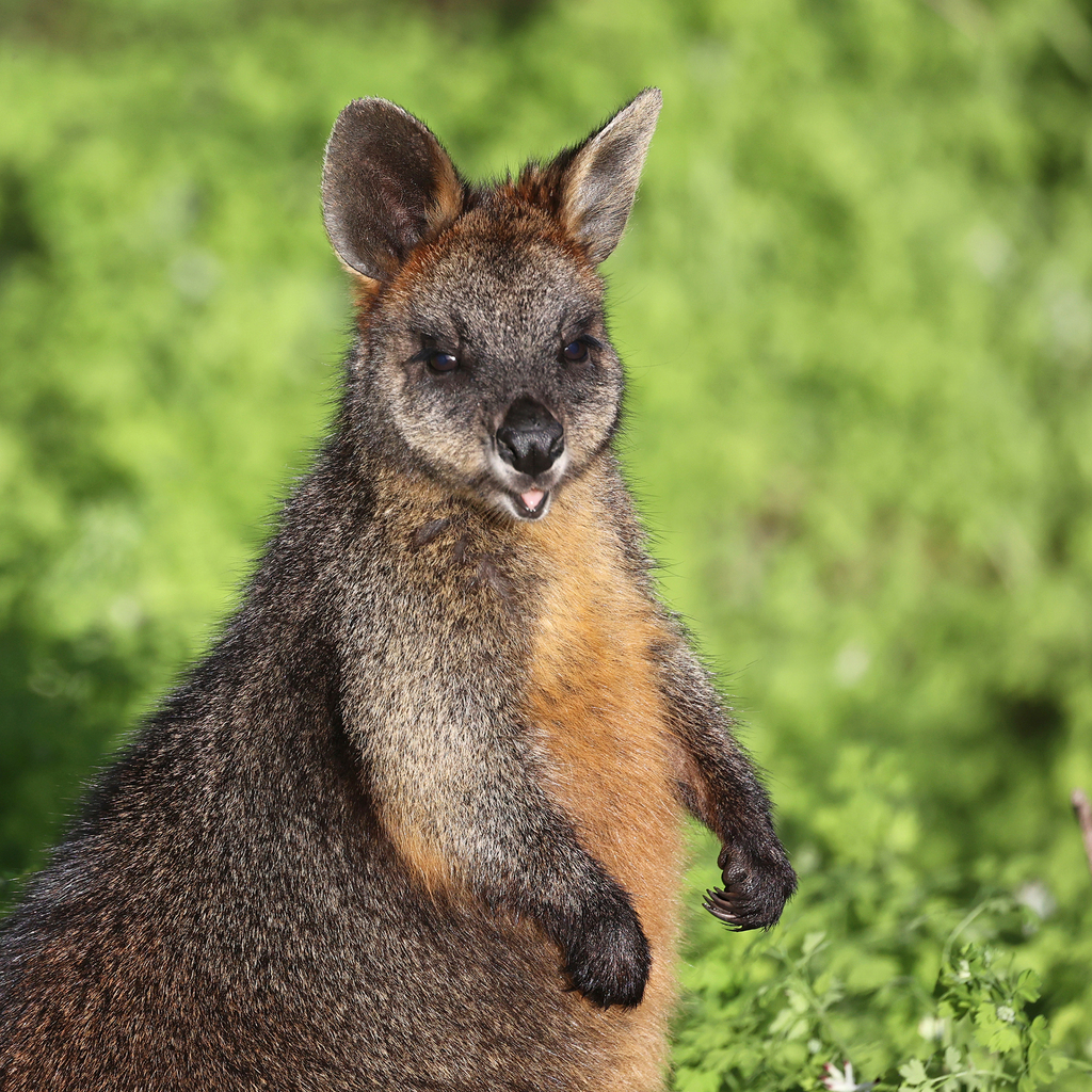 Swamp Wallaby from Mount Gambier SA 5290, Australia on August 05, 2022 ...
