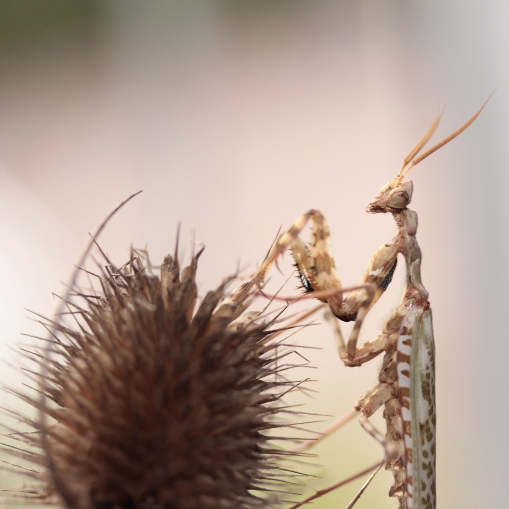 Blepharopsis mendica mendica (Tenerife Mantodea) · iNaturalist