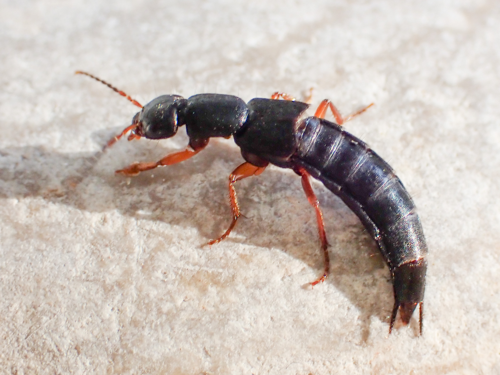 Tasgius morsitans (P.Rossi, 1790)