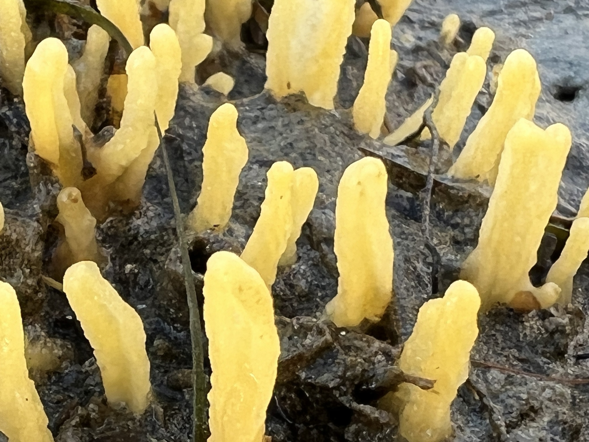 Ciocalypta Bowerbank, 1862