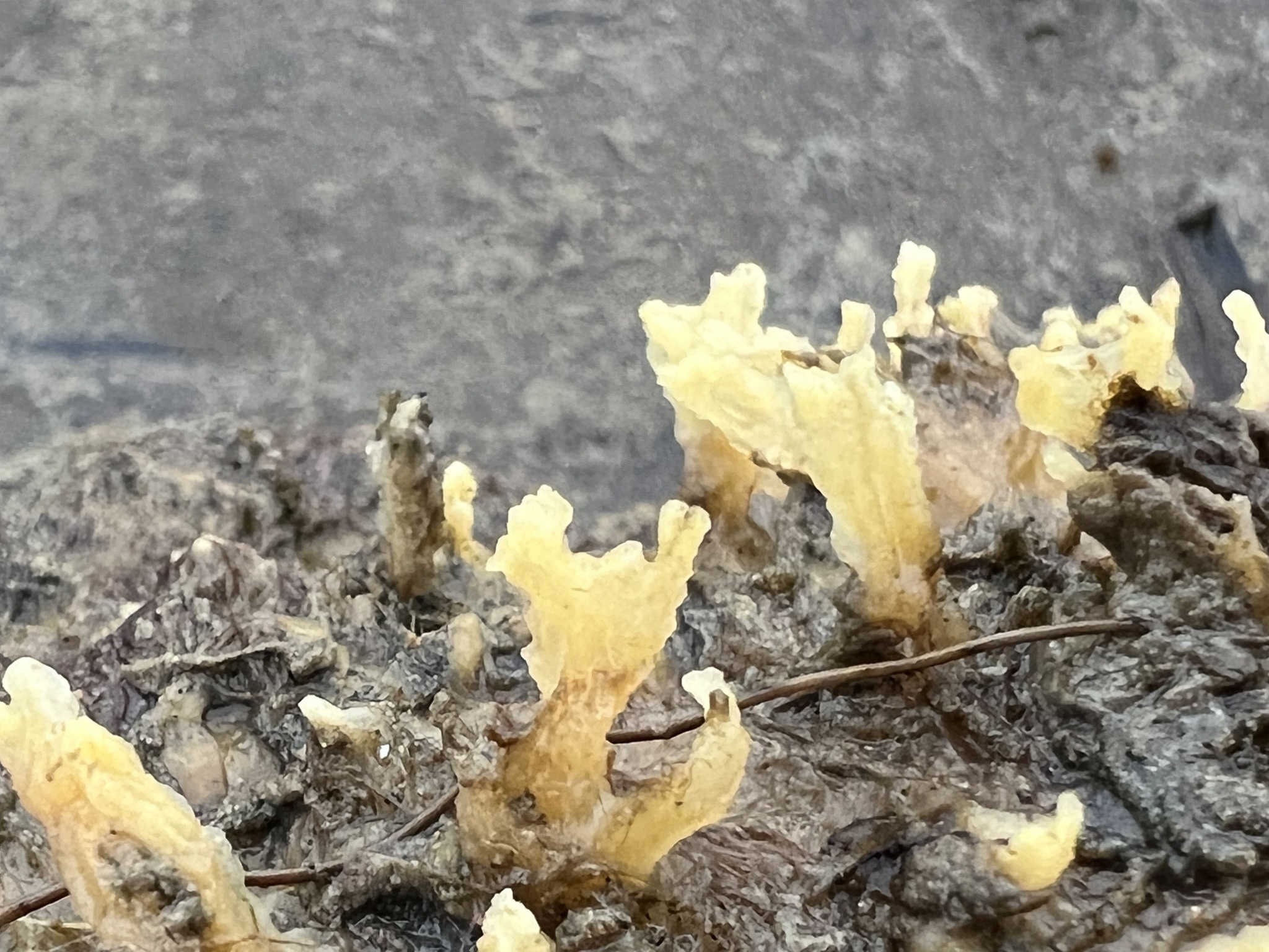 Ciocalypta Bowerbank, 1862