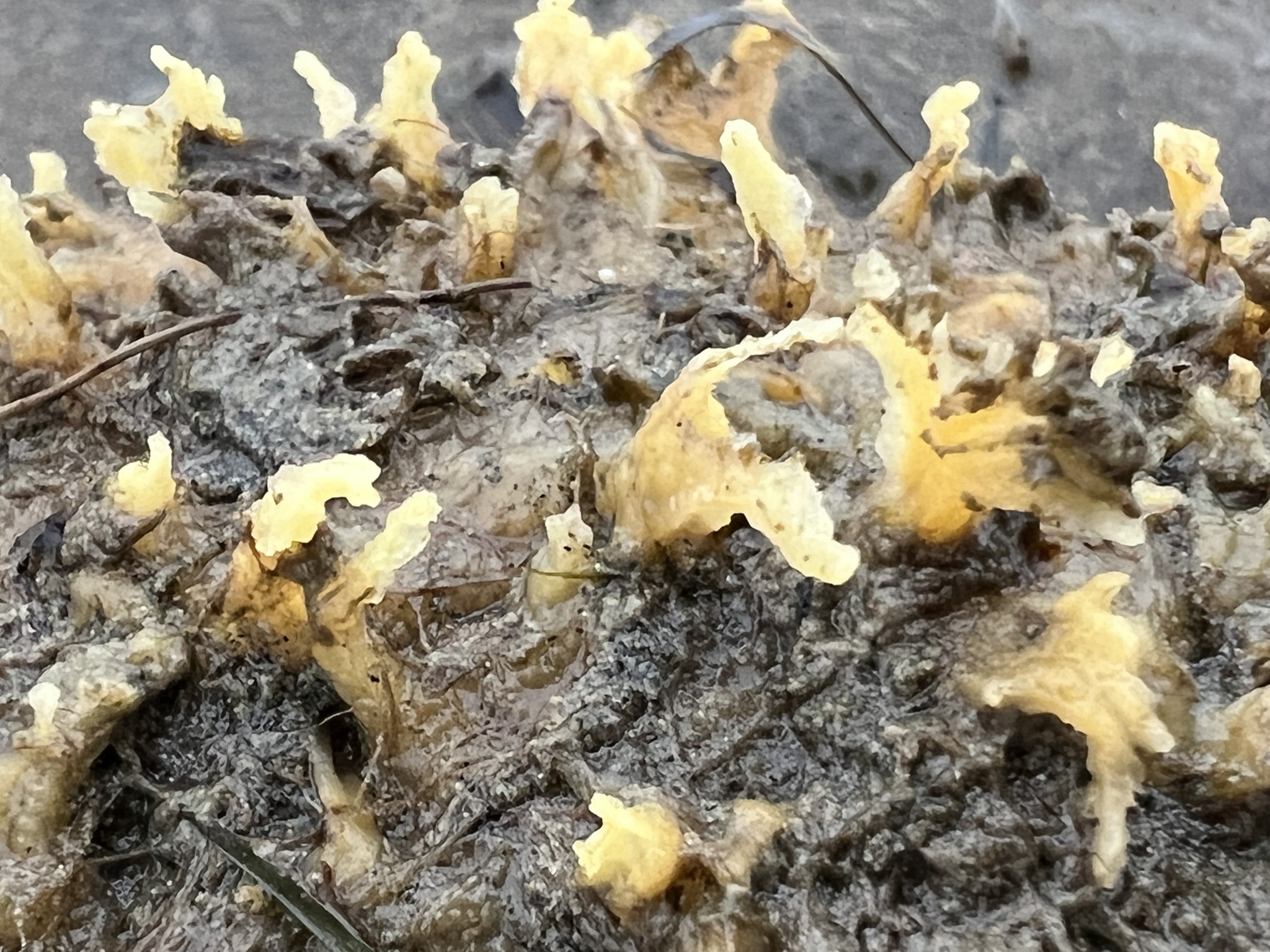 Ciocalypta Bowerbank, 1862