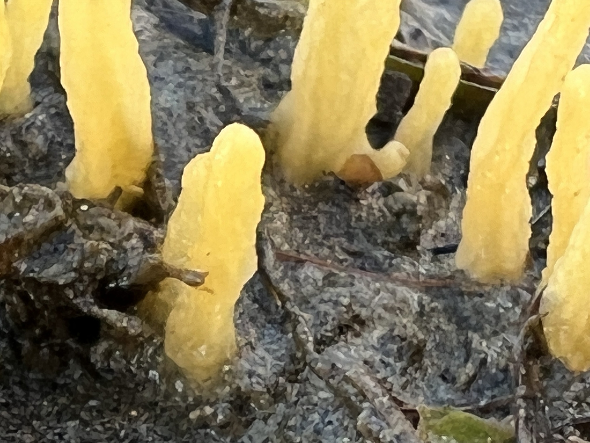 Ciocalypta Bowerbank, 1862