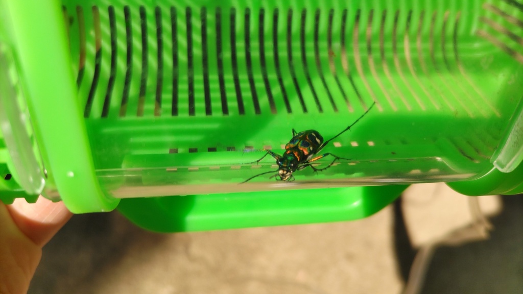 Japanese Tiger Beetle from 羽島, 倉敷市, 岡山県, JP on June 4, 2022 at 02:13 PM ...