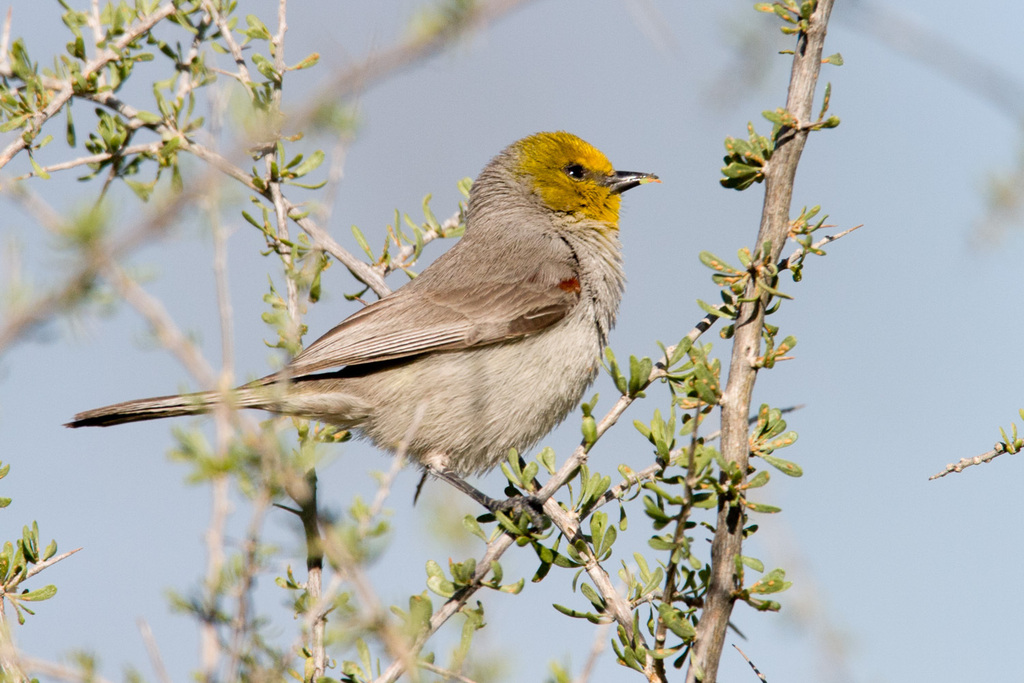 Verdin from Sabino Canyon, Tucson, AZ on April 07, 2003 by Greg Lasley ...