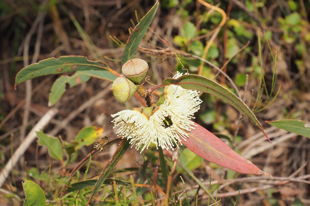 bullich from Stirling Range National Park, Gnowangerup, Western ...
