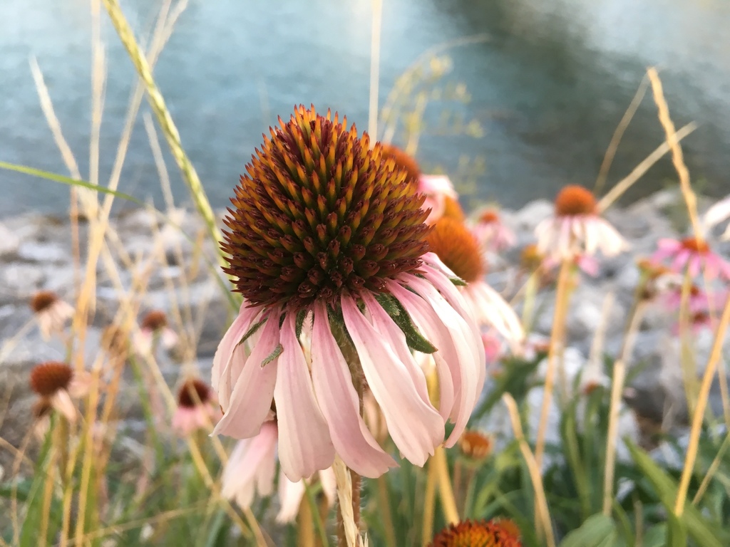 coneflowers (CKISS EcoGarden plant list) · iNaturalist