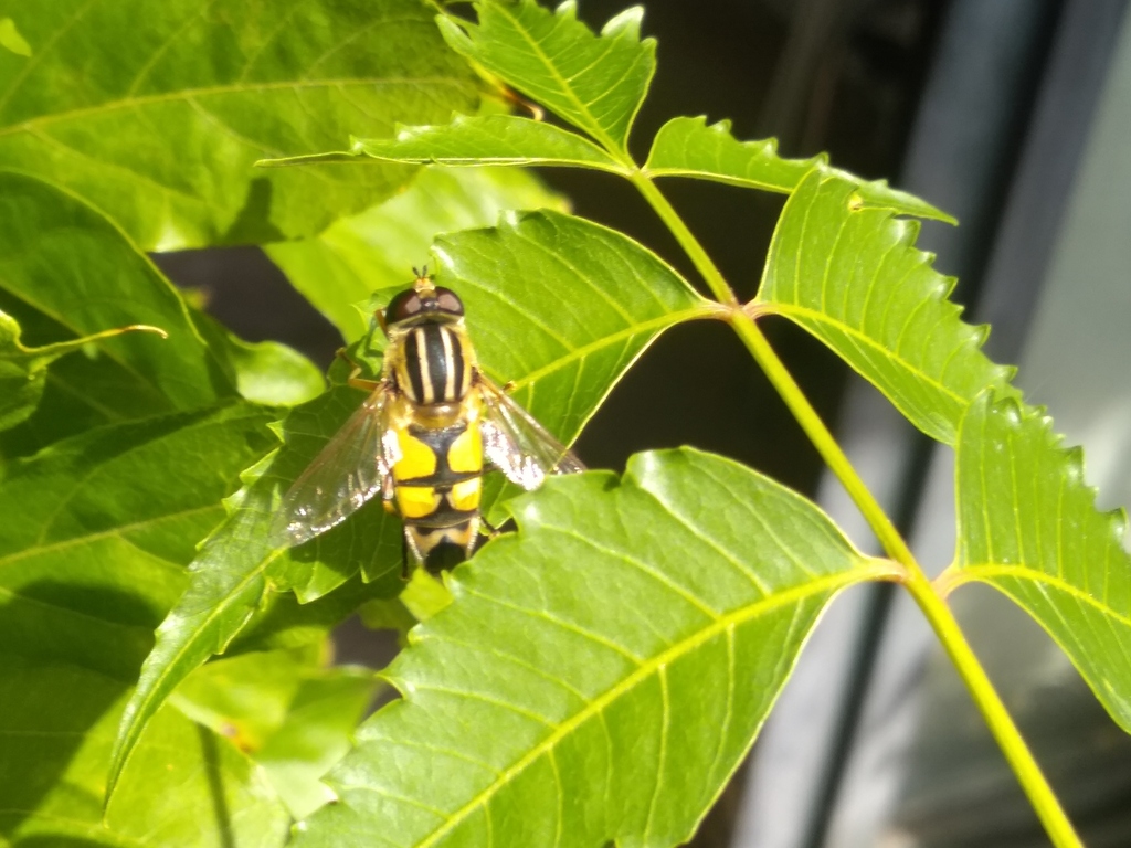 Sun Fly from Merano, South Tyrol, Italy on August 13, 2022 at 12:06 PM ...