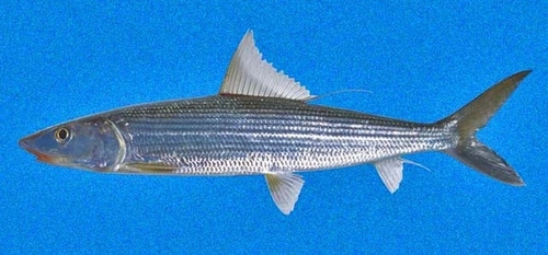 Pacific Shafted Bonefish (Albula pacifica) · iNaturalist