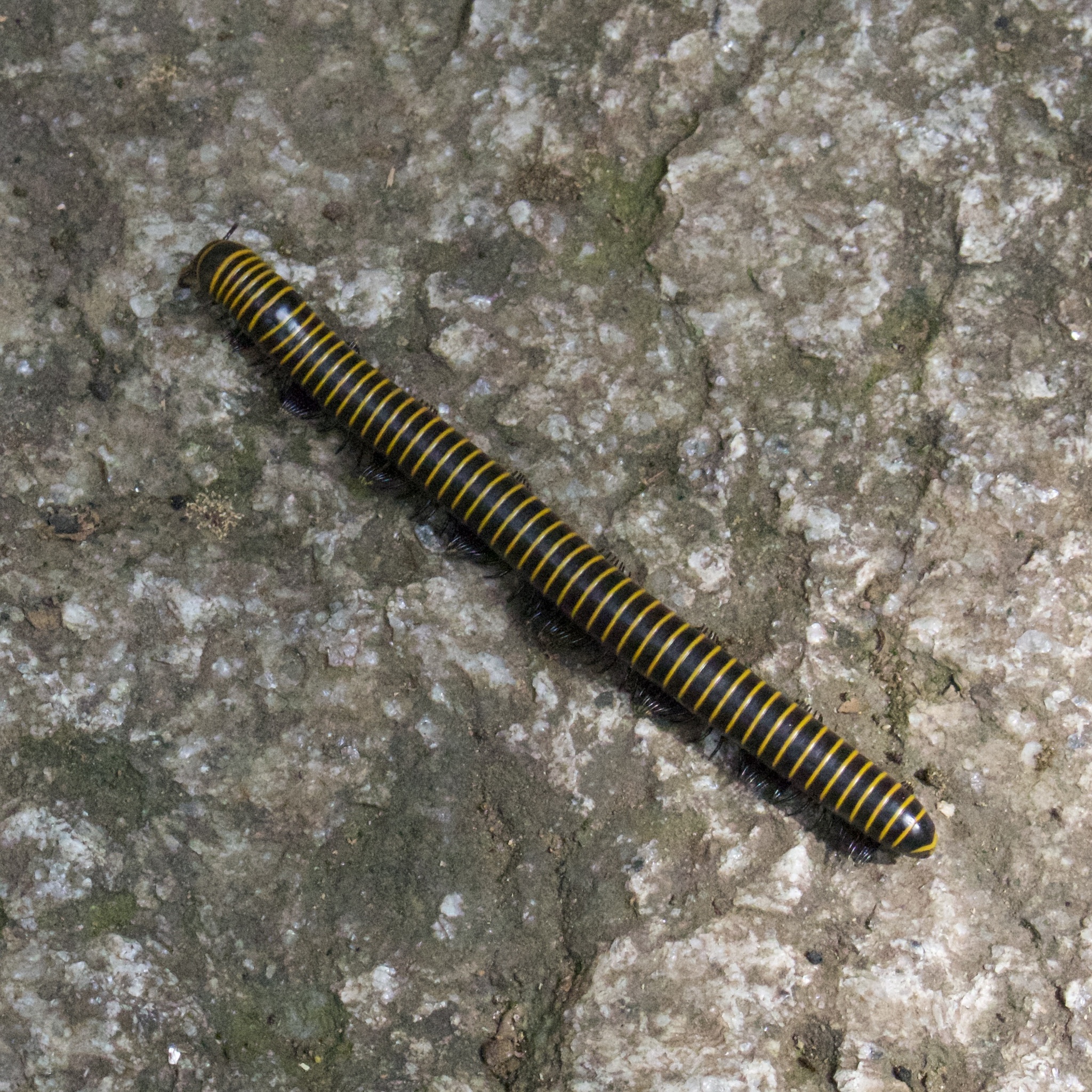 Spirobolus bungii Brandt, 1833