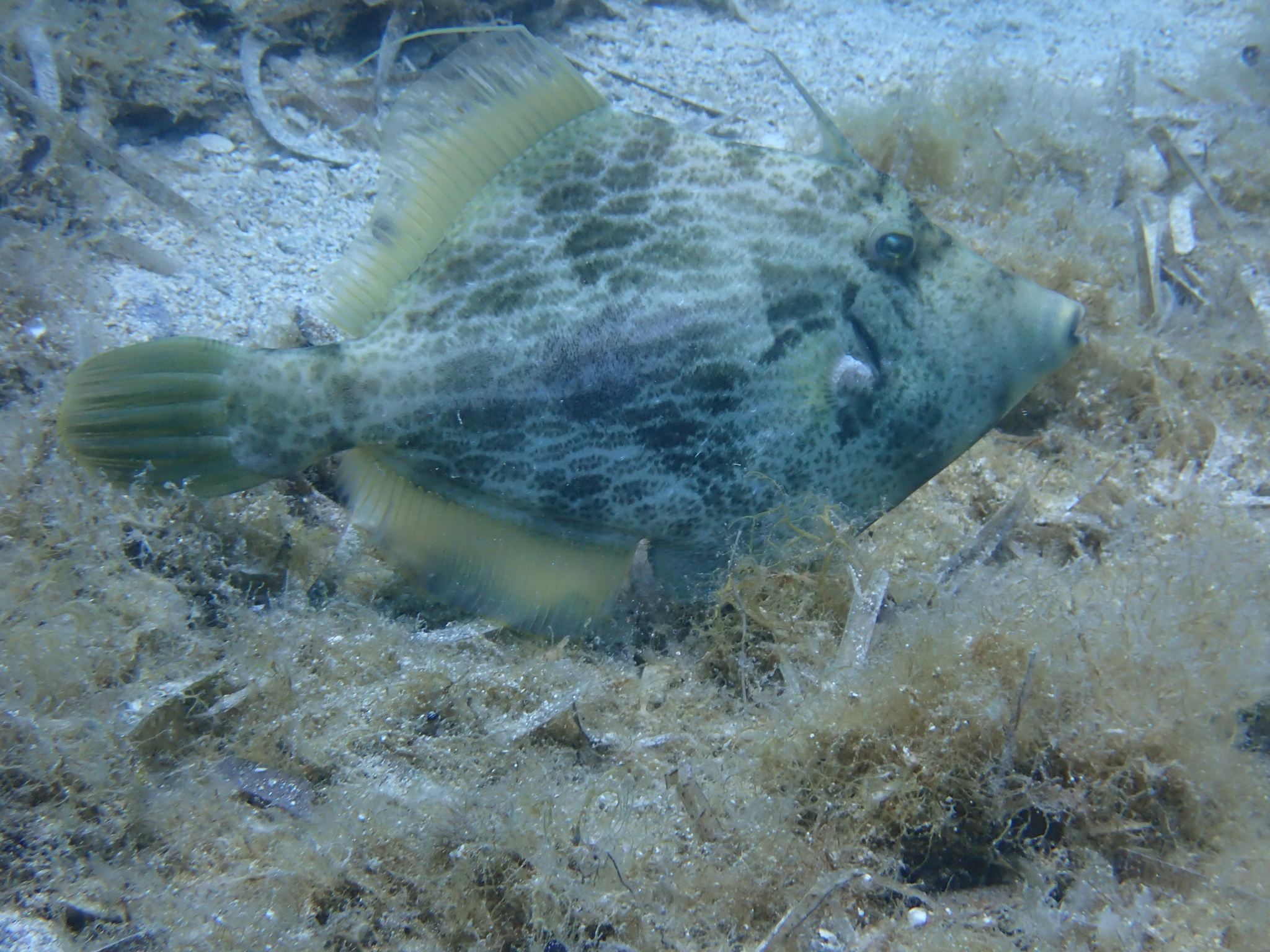 Stephanolepis diaspros Fraser-Brunner, 1940