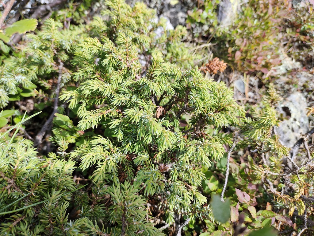 common juniper from Чемальский р-н, Респ. Алтай, Россия on August 09 ...