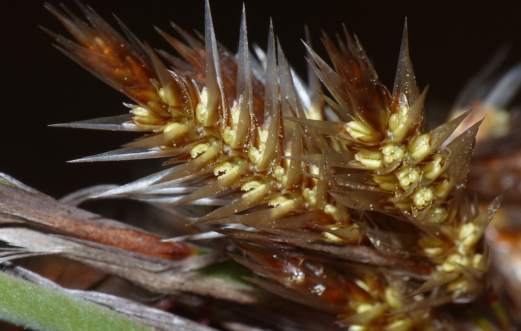 Restiads (Restionaceae) - Botanical Realm