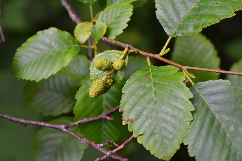 Red Alder (Handbook for the Native Trees of Oregon) · iNaturalist