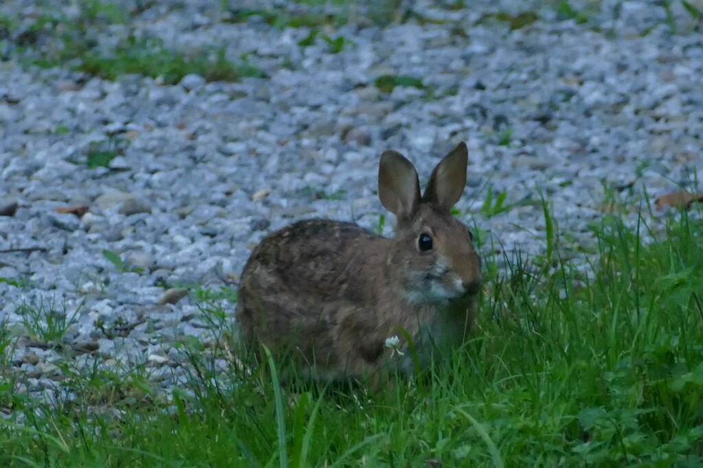 Cottontail Rabbits in August 2022 by rbartgis. Suggests Appalachian ...