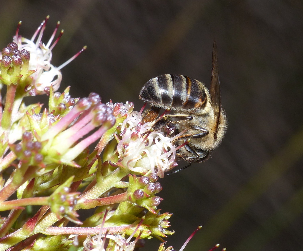 Cape Honey Bee from Ruiterbos on August 10, 2022 at 10:25 AM by Sally ...