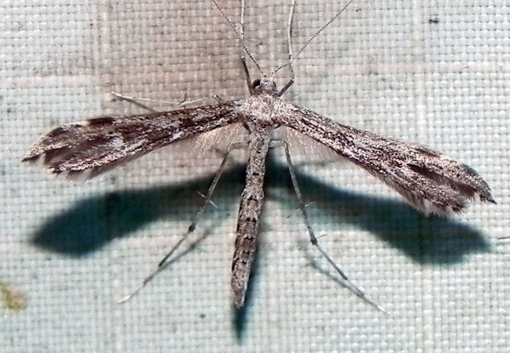 Black-marked Plume Moth (Lepidoptera of Crow Hill (Worcester Co., MA ...