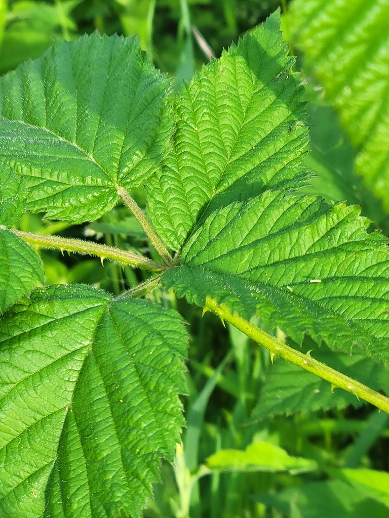 brambles from Hickory Creek Preserve, Will County, IL, USA on May 30 ...