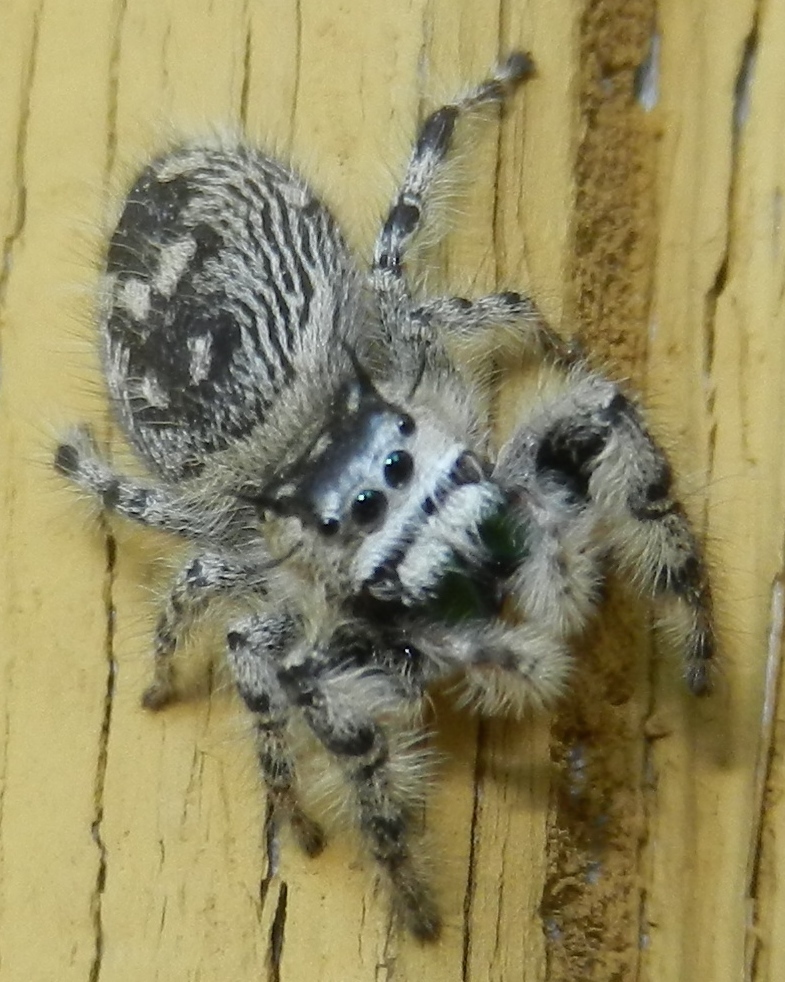 canopy jumping spider (Delaware State Arachnids) · iNaturalist