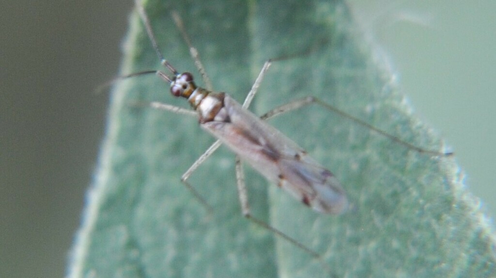 Dicyphus from Malinas, Bélgica on August 12, 2022 at 11:54 AM by ...