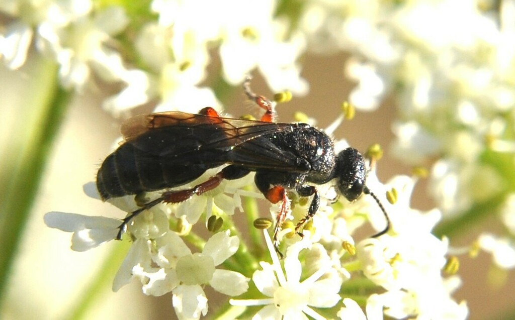 Tiphia from 2820 Bonheiden, Bélgica on August 13, 2022 at 01:51 AM by ...