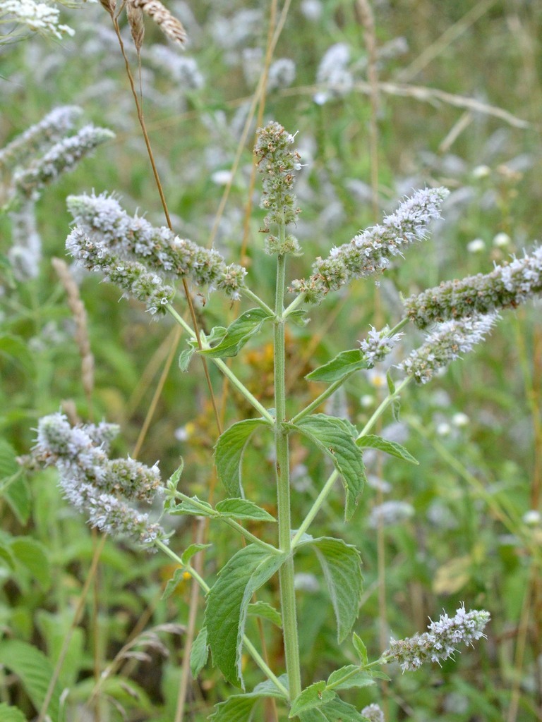 Horse Mint from Botevgrad, Bulgaria on July 29, 2022 at 05:56 PM by ...