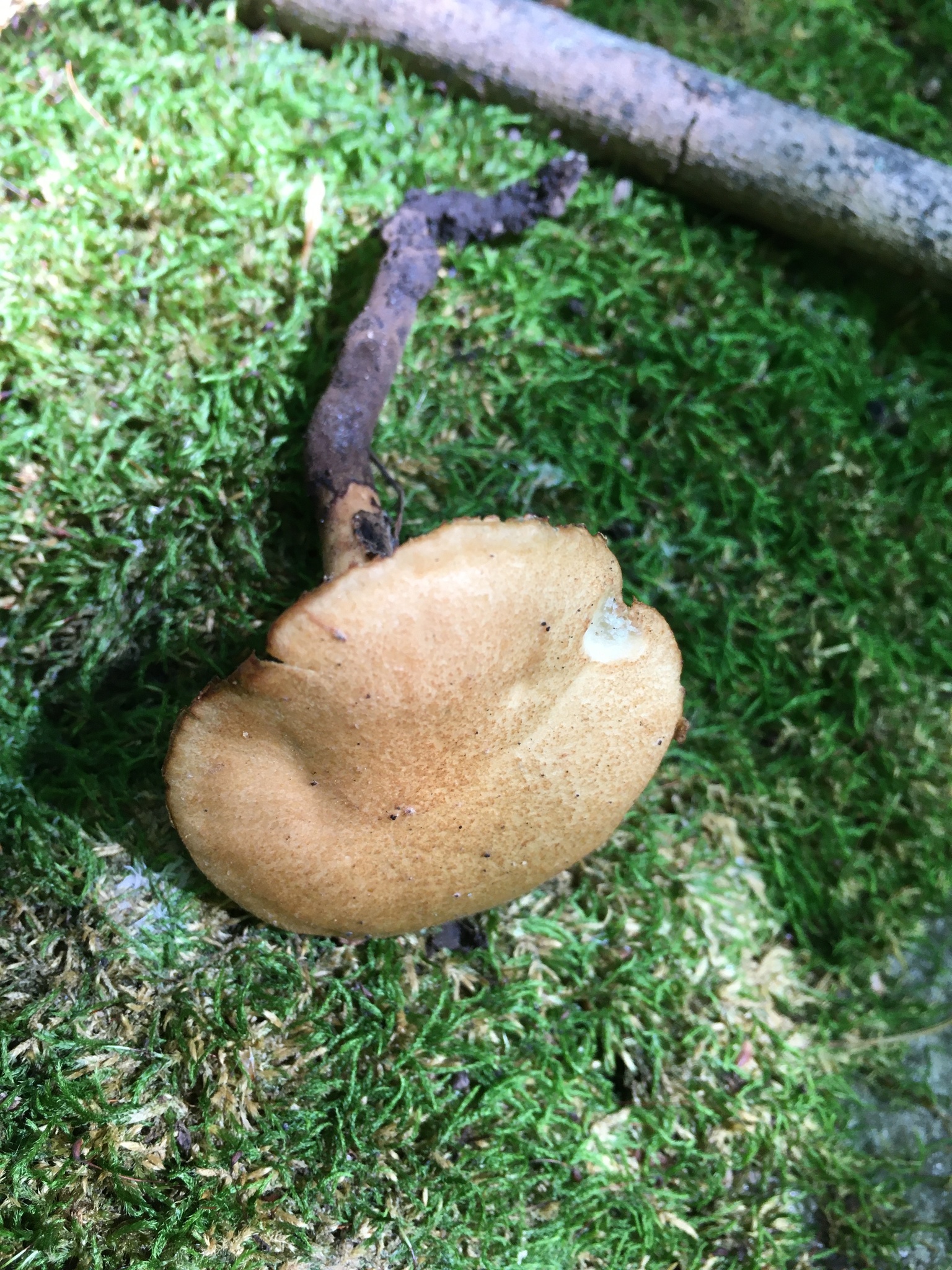 Polyporus radicatus Schwein.