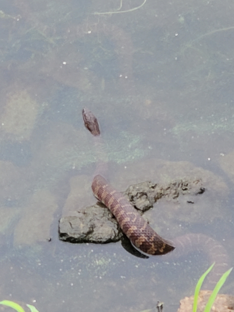 Northern Watersnake from Milton, WI, USA on August 13, 2022 at 09:54 AM ...