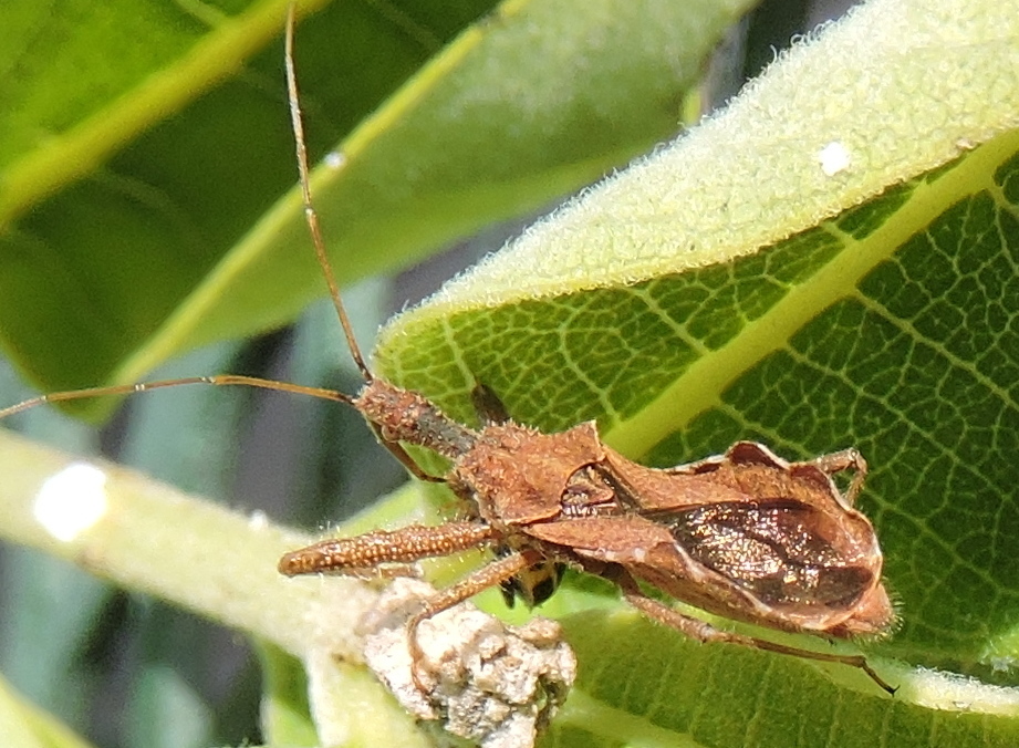 Spined Assassin Bug from vermont on August 1, 2015 by judywelna. eating ...
