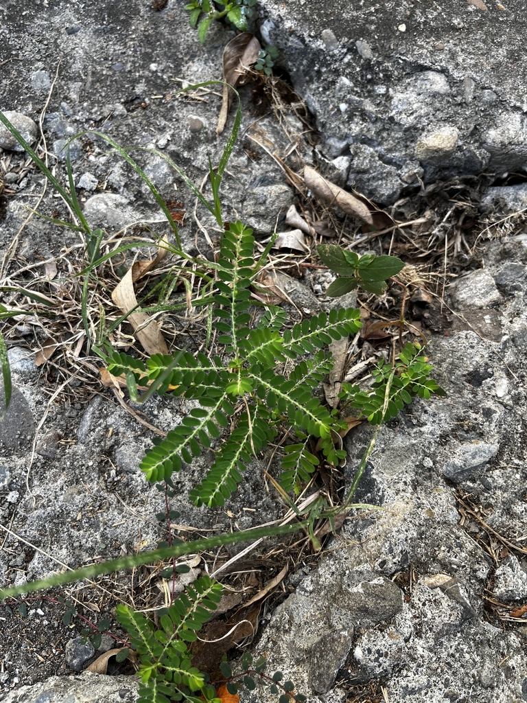 Chamberbitter from Yulin, Taiwan, Taiwan on August 13, 2022 at 09:43 AM ...