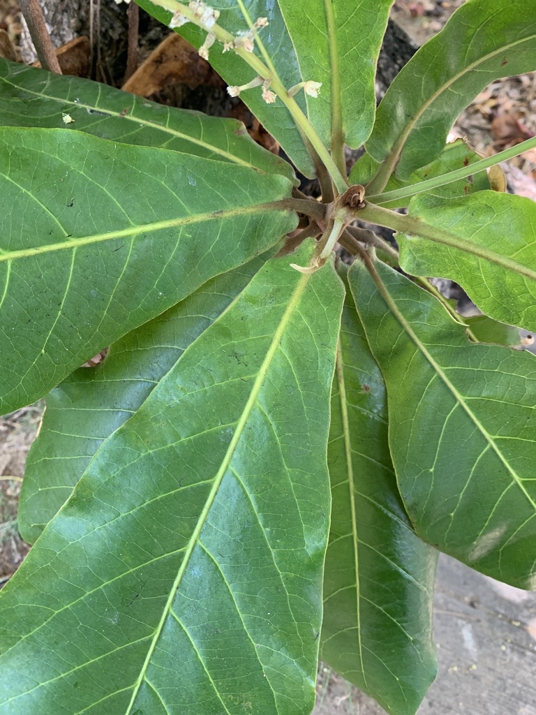 Sea Almond from PR-25R, San Juan, Puerto Rico, US on August 13, 2022 at ...