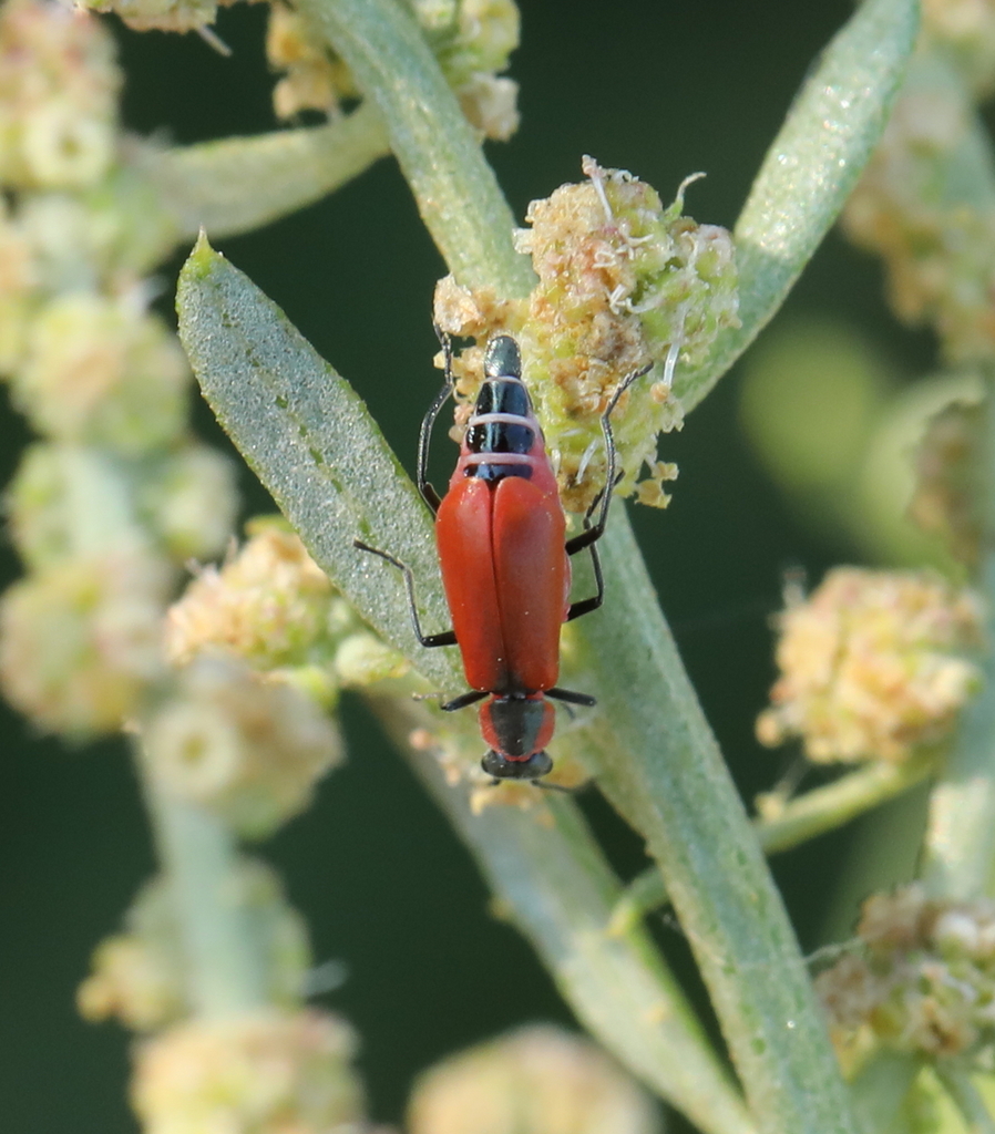 Red Malachite Beetle from Oudalle, France on August 13, 2022 at 06:34 ...