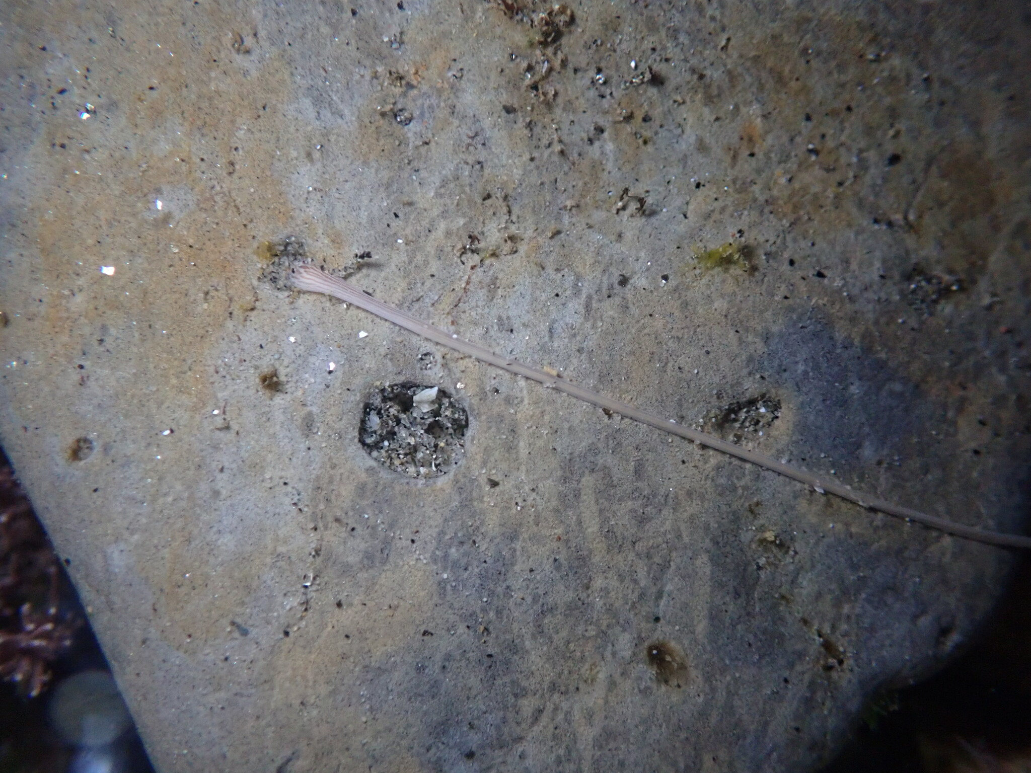 Baseodiscus delineatus (Delle Chiaje, 1822)