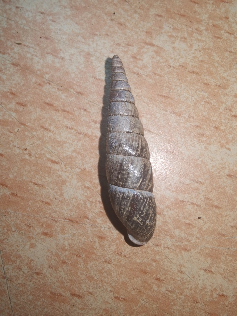 Formosana artifina from 宜昌 on July 18, 2021 at 12:38 AM by 红膝 · iNaturalist