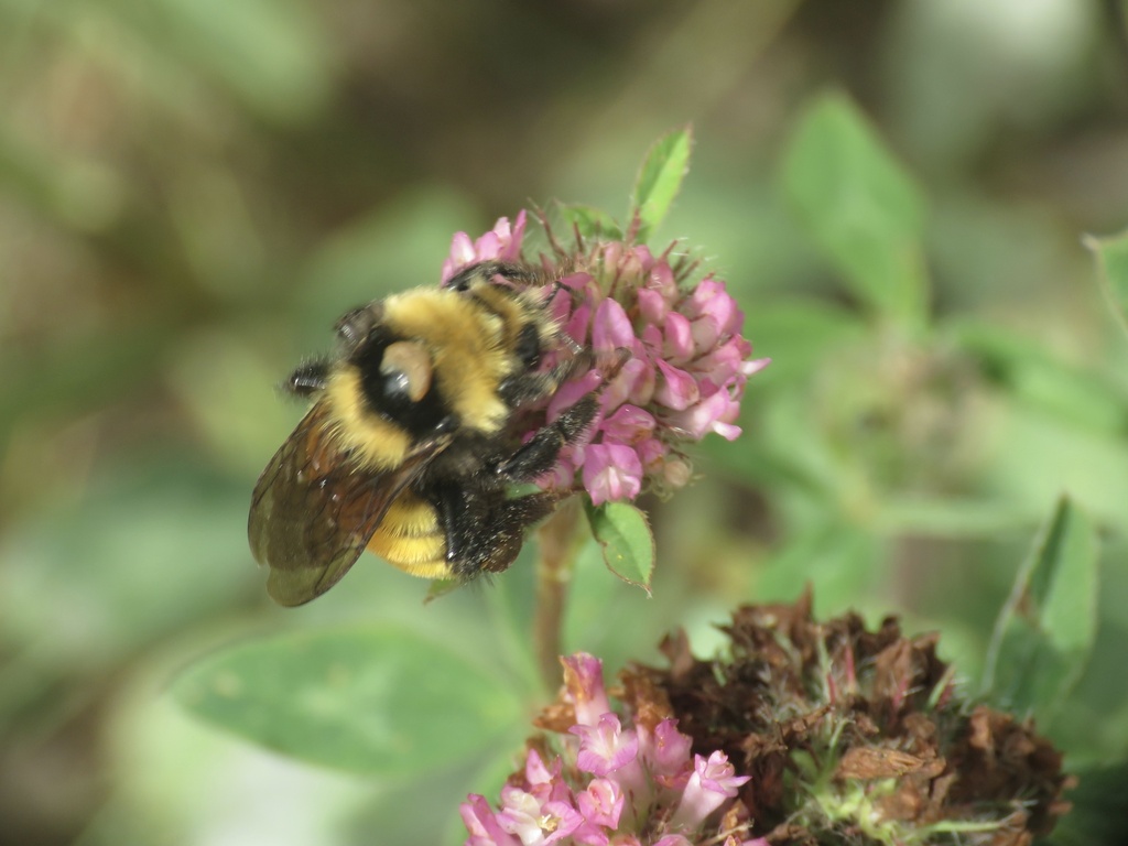 Northern Amber Bumble Bee from McCormack's Beach Provincial Park ...