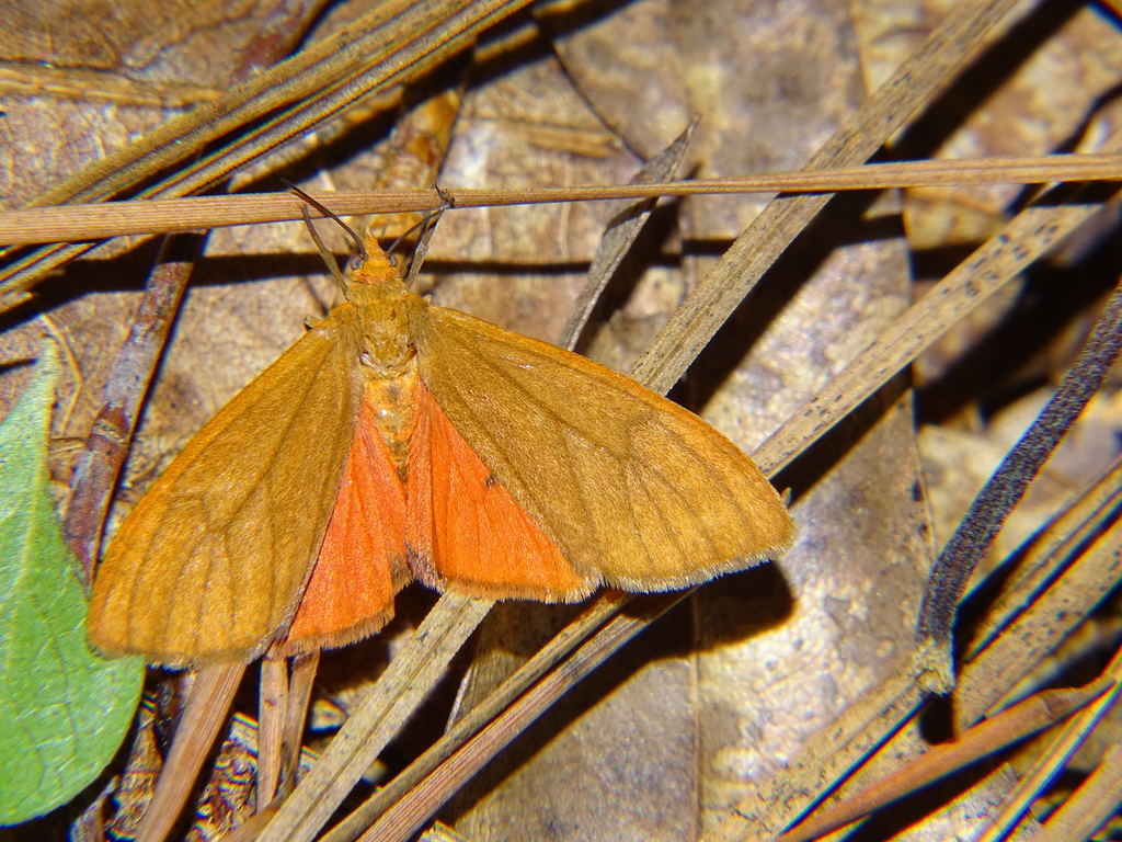 Tawny Virbia Moth (Lepidoptera of Crow Hill (Worcester Co., MA ...