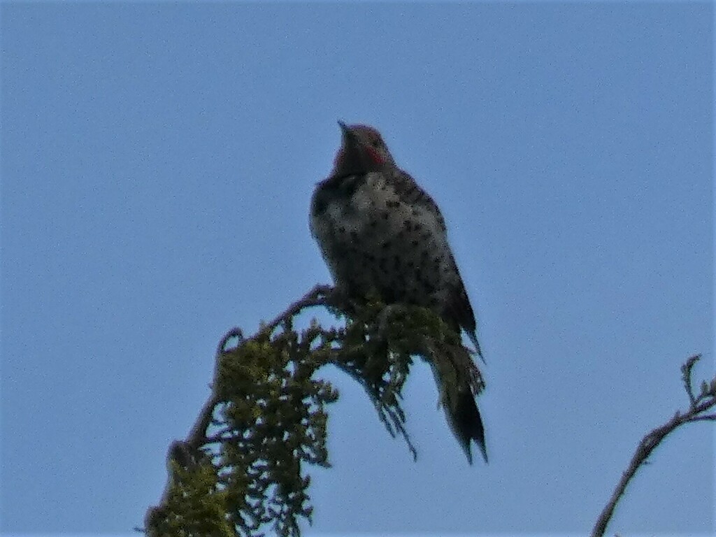 Northern Flicker from Crown Hill, Seattle, WA, USA on August 13, 2022 ...