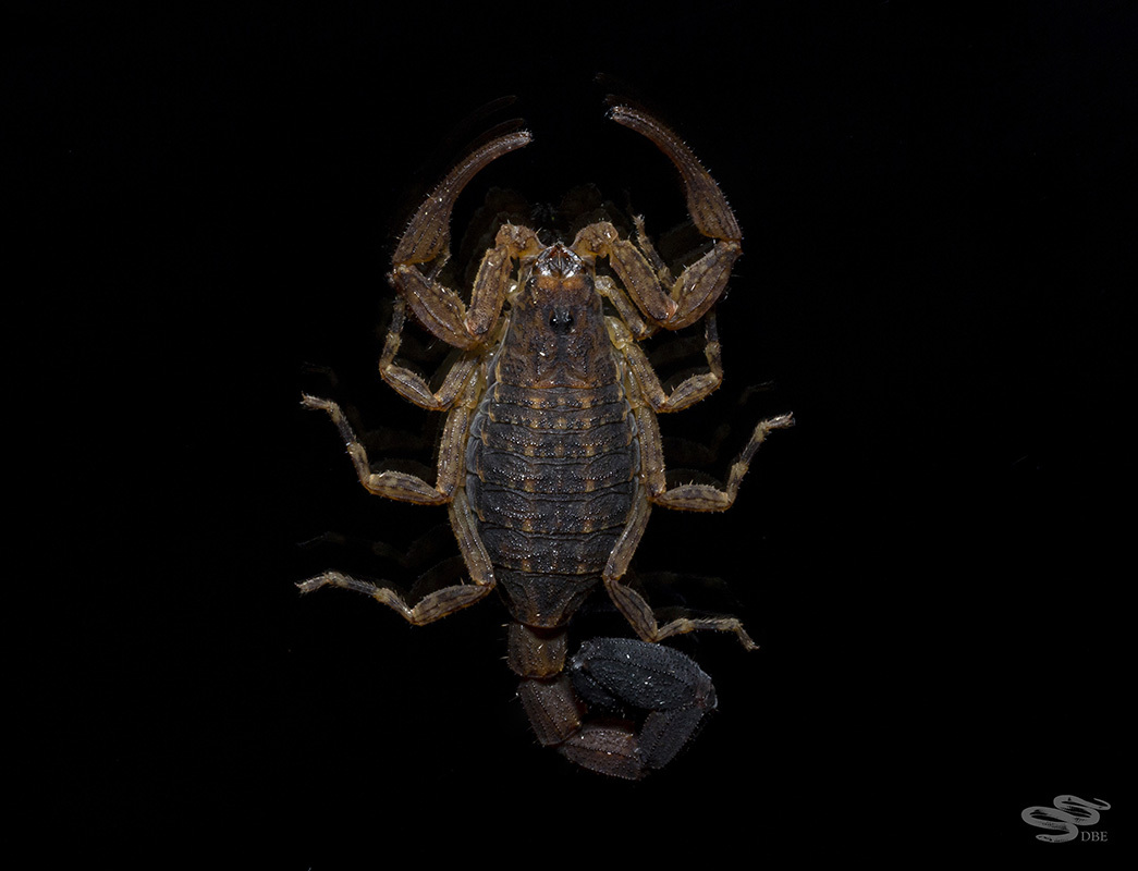 Tityus columbianus (Thorell, 1876)