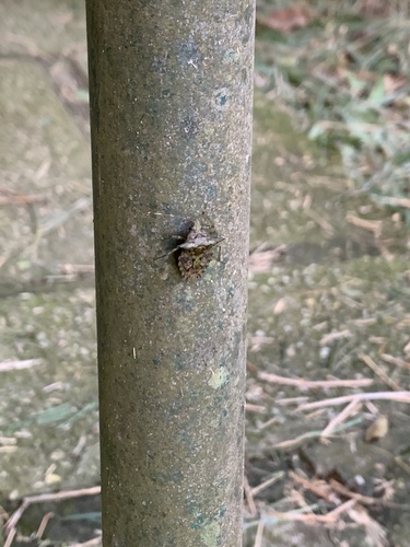Genus Evoplitus · iNaturalist