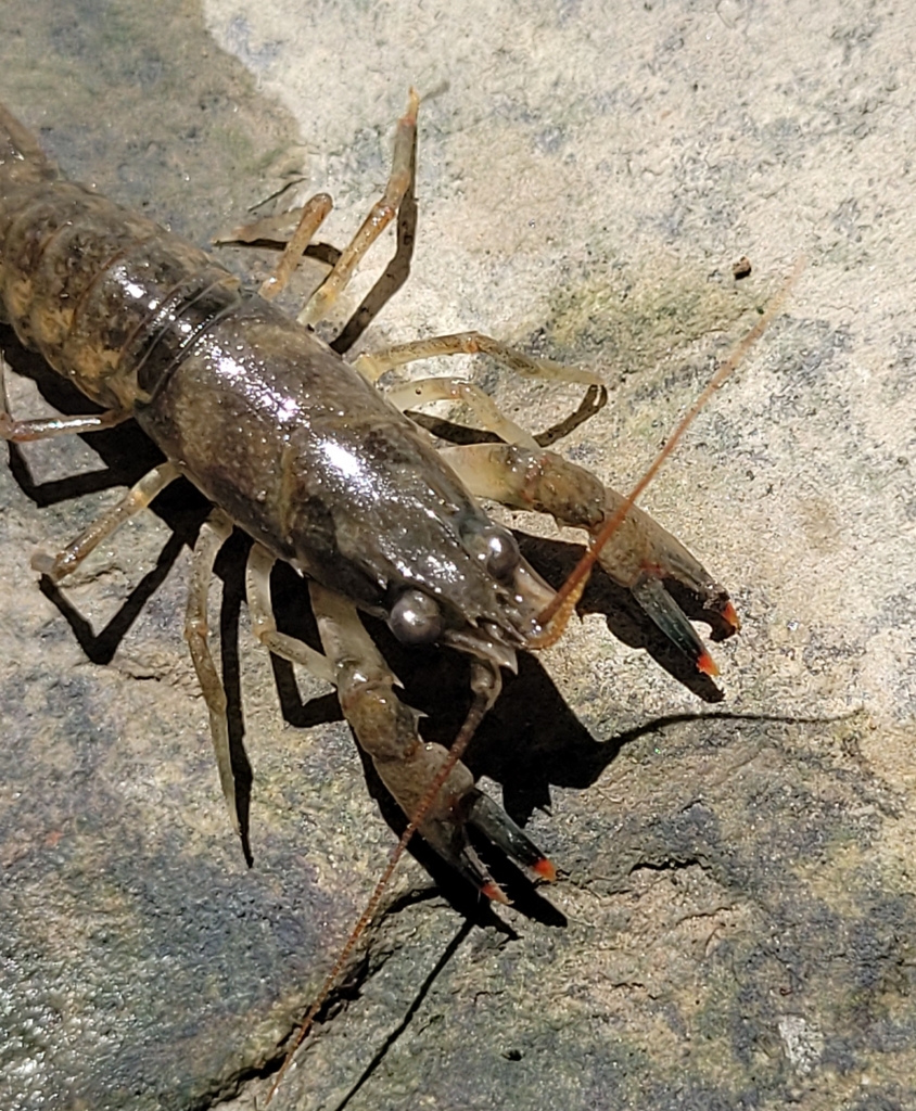 Allegheny Crayfish from Oakmont, PA, USA on August 13, 2022 at 11:58 AM ...