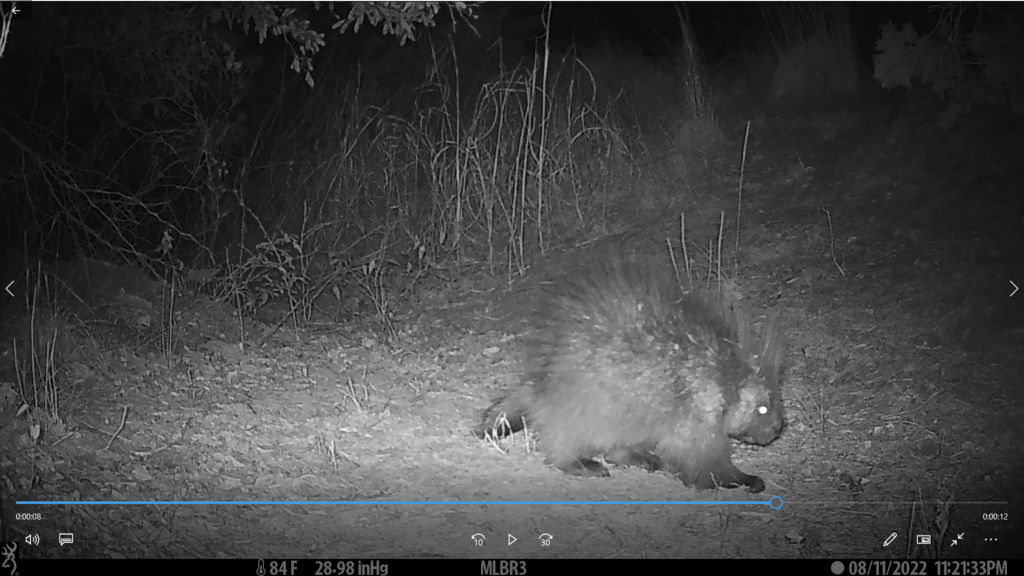 North American Porcupine in August 2022 by gwmn_ash. Williamson County ...